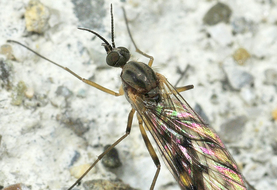 Empididae ? , Natura Mediterraneo | Forum Naturalistico