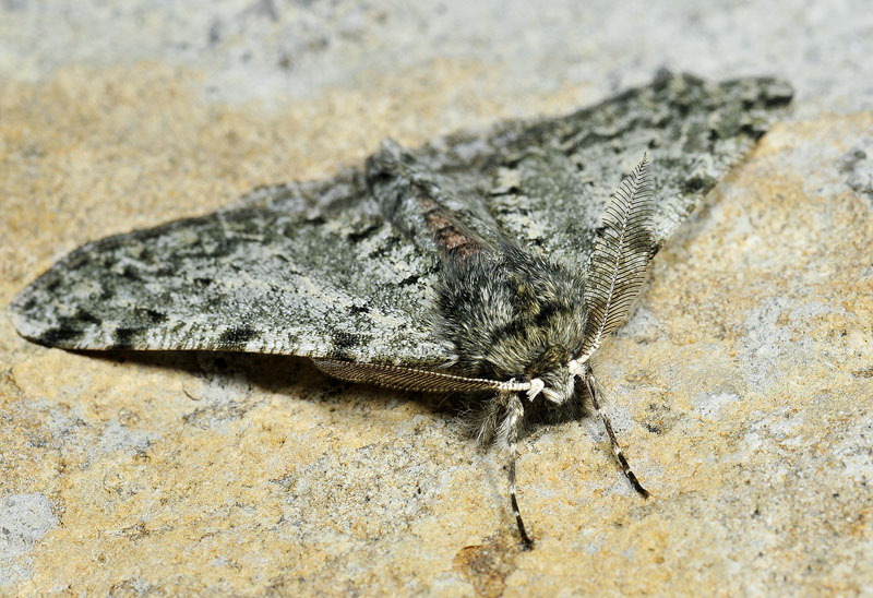 Falene invernali , Natura Mediterraneo | Forum Naturalistico