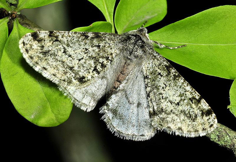 Falene invernali , Natura Mediterraneo | Forum Naturalistico