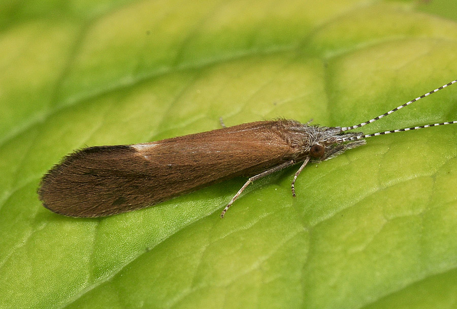 Leptoceridae: Ceraclea cfr. dissimilis , Natura Mediterraneo | Forum ...