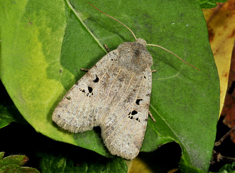 Falene invernali , Natura Mediterraneo | Forum Naturalistico