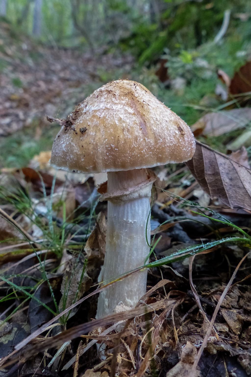 rozites caperatus? , Natura Mediterraneo | Forum Naturalistico