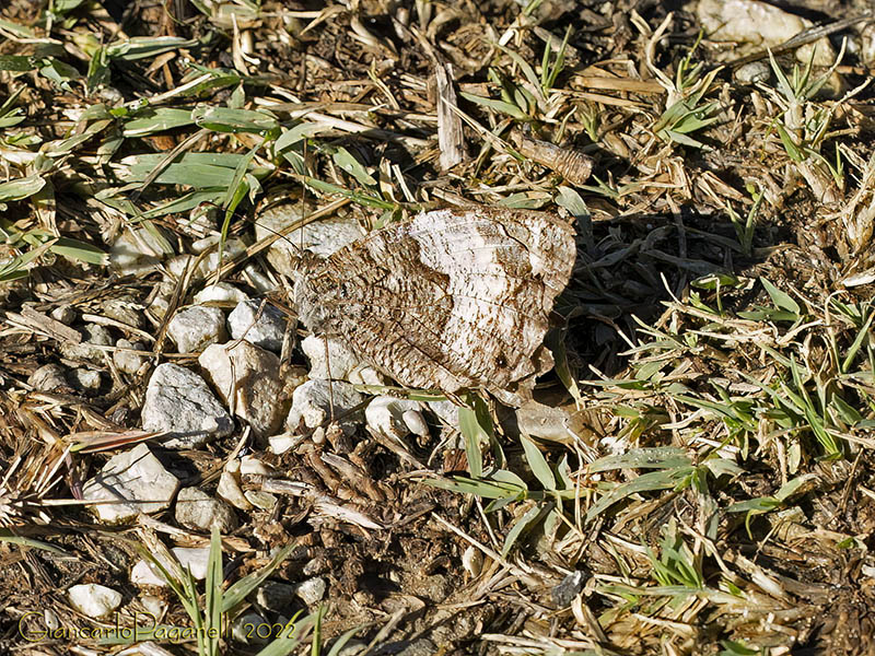 Hipparchia fagi ? Molto probabile , Natura Mediterraneo | Forum Naturalistico