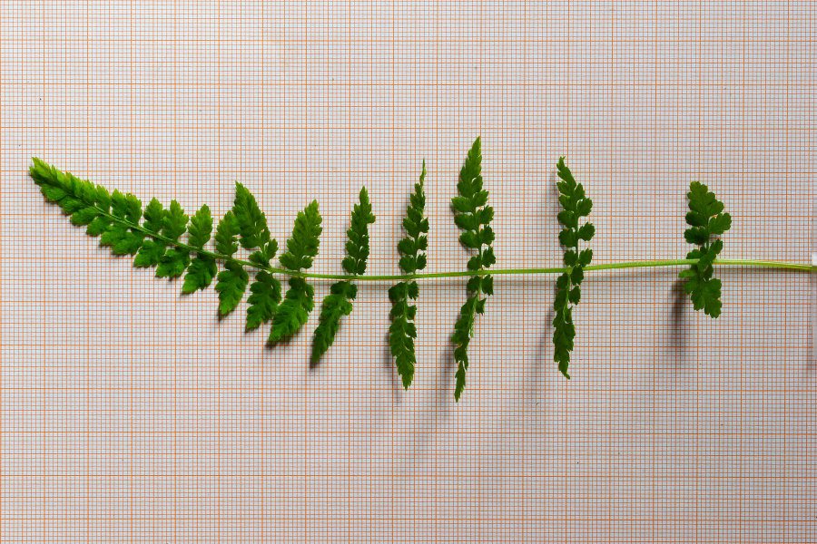 Asplenium obovatum subsp. billotii (=lanceolatum) , Natura Mediterraneo ...