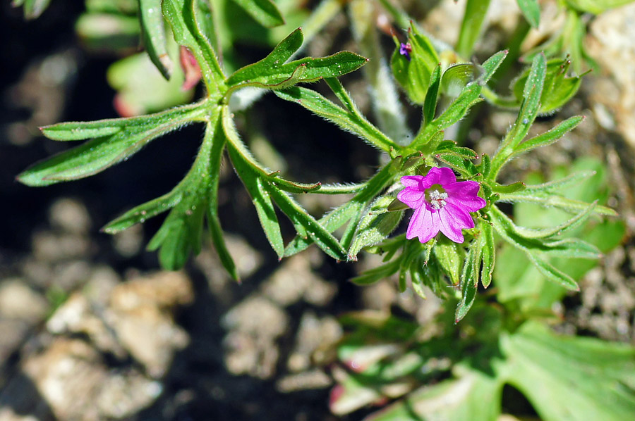 Geranium dissectum , Natura Mediterraneo | Forum Naturalistico