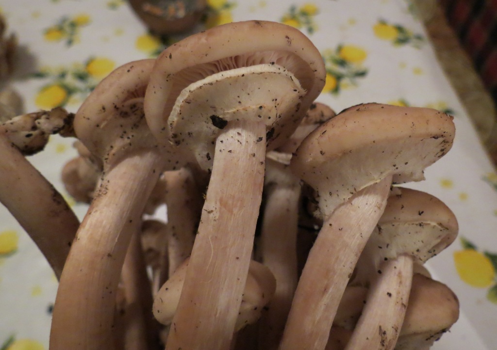 Pioppini o chiodini? , Natura Mediterraneo | Forum Naturalistico