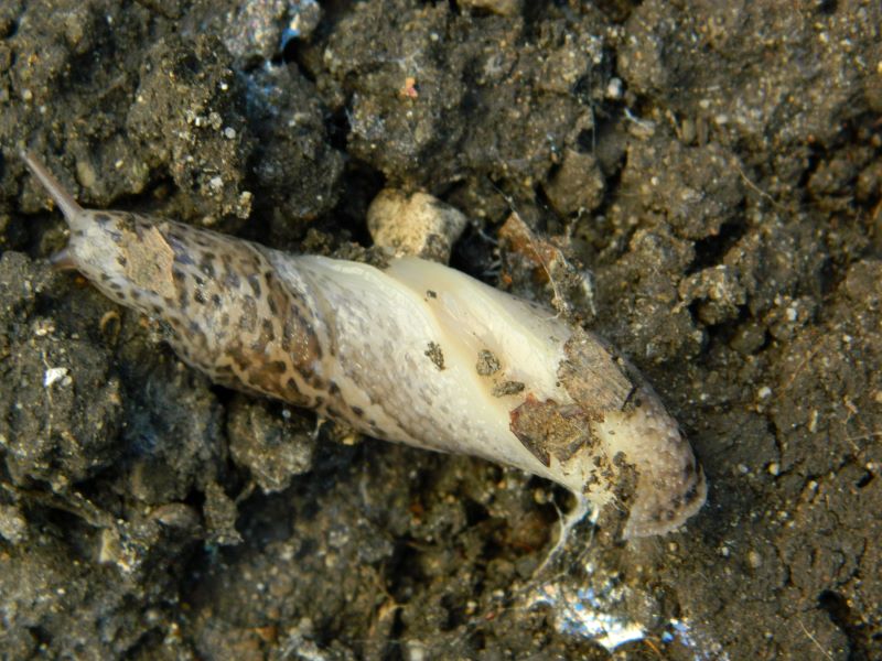 limax da identificare , Natura Mediterraneo | Forum Naturalistico