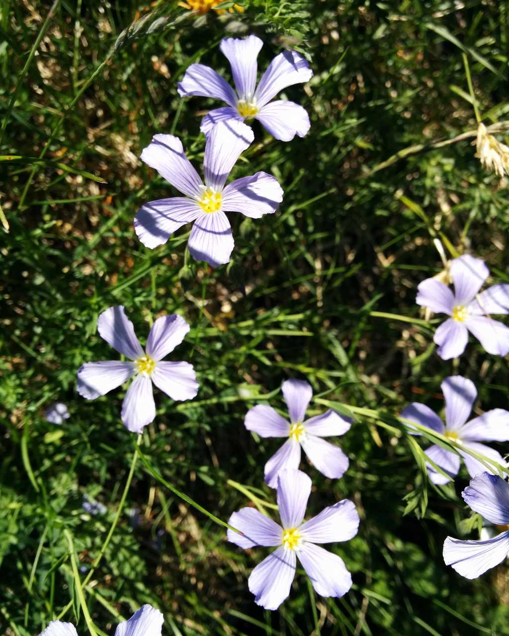 Linum sp. , Natura Mediterraneo | Forum Naturalistico