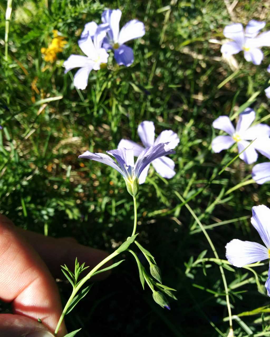 Linum sp. , Natura Mediterraneo | Forum Naturalistico