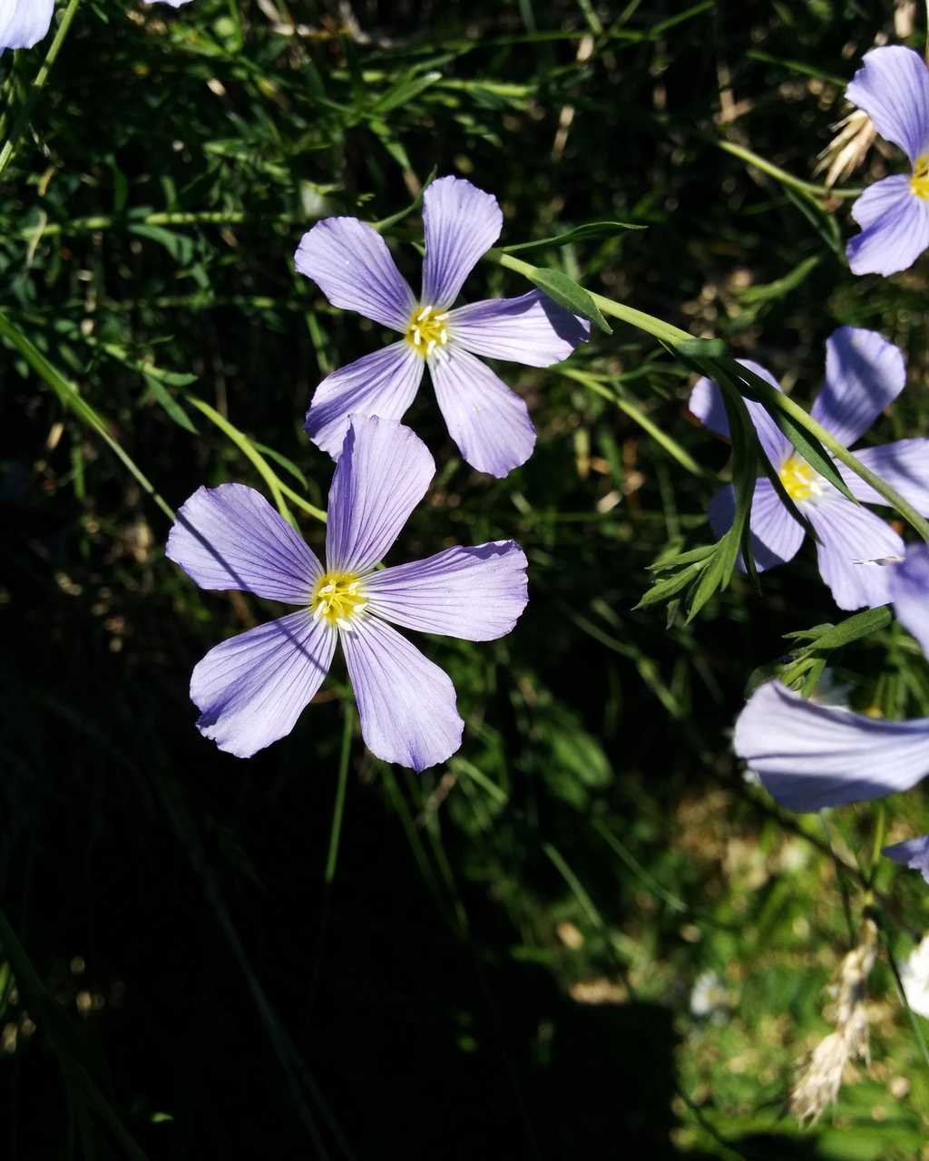 Linum sp. , Natura Mediterraneo | Forum Naturalistico