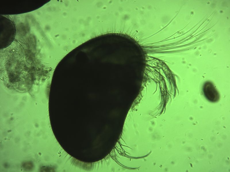 Ostracodi , Natura Mediterraneo | Forum Naturalistico