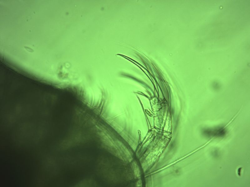 Ostracodi , Natura Mediterraneo | Forum Naturalistico