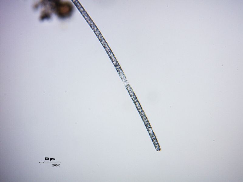 Beggiatoa sp. (solfobatterio) , Natura Mediterraneo | Forum Naturalistico