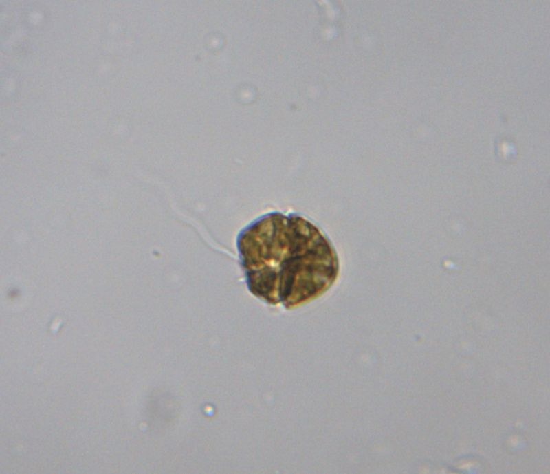 Gymnodinium breve (dinoflagellato) , Natura Mediterraneo | Forum ...