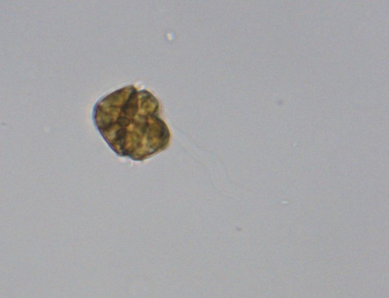 Gymnodinium breve (dinoflagellato) , Natura Mediterraneo | Forum ...