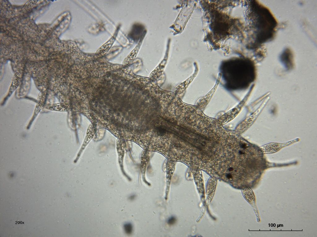 Exogone verugera , Natura Mediterraneo | Forum Naturalistico