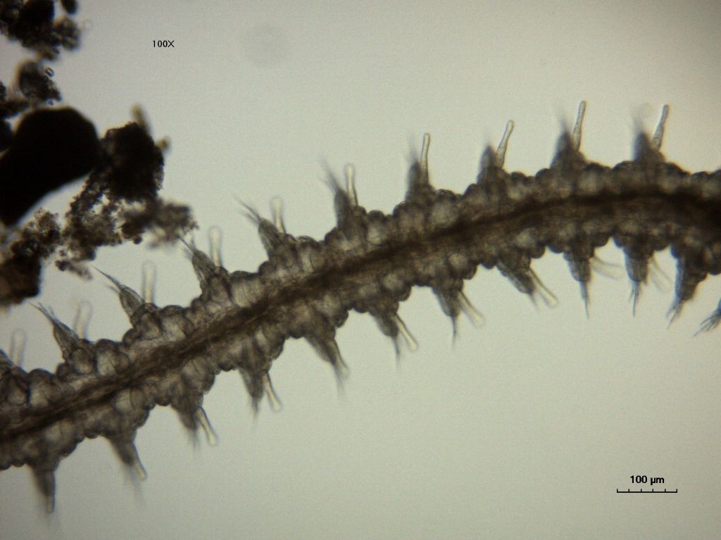 Exogone verugera , Natura Mediterraneo | Forum Naturalistico