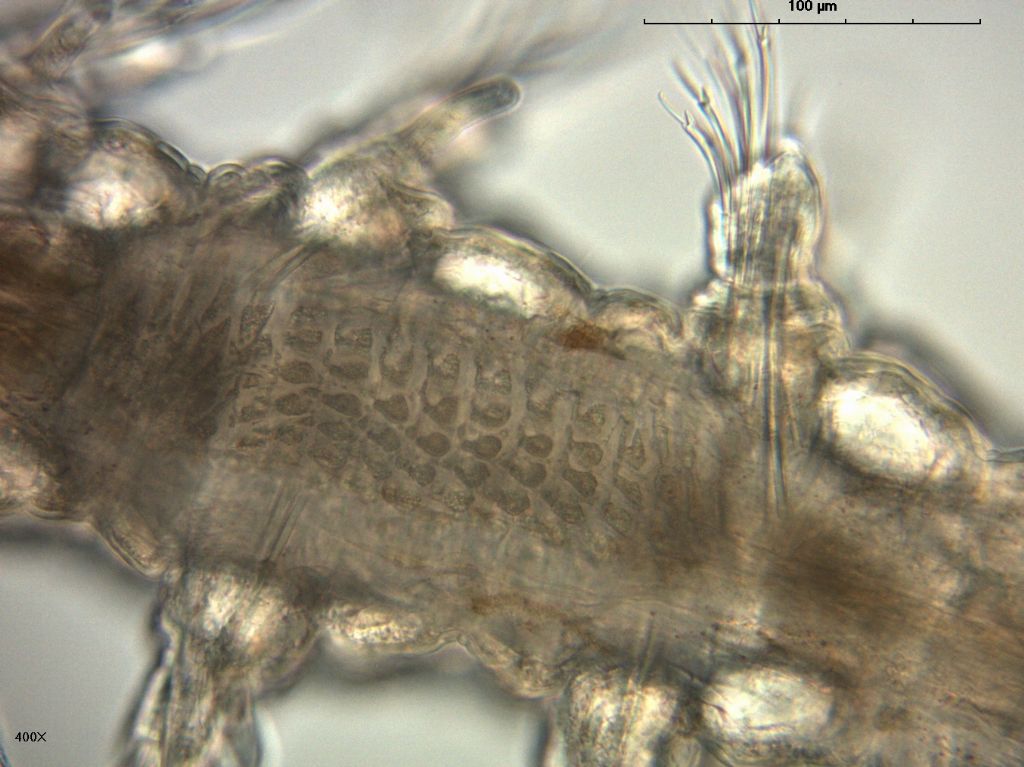 Exogone verugera , Natura Mediterraneo | Forum Naturalistico