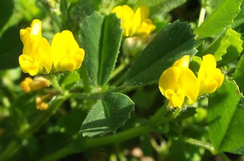 fabacea - Medicago sp. , Natura Mediterraneo | Forum Naturalistico