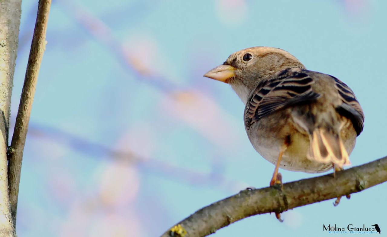 Aiuto identificazione: femmina di Passera d'Italia , Natura ...
