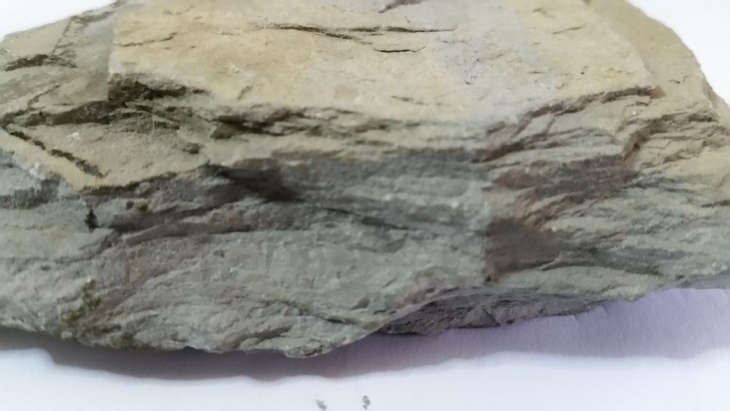 Roccia10 - marna/calcare marnoso , Natura Mediterraneo | Forum ...