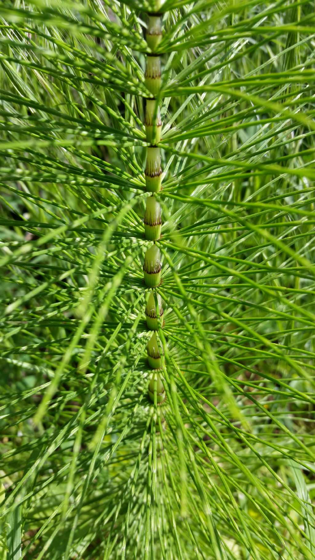 Equiseto? Sì ! Equisetum telmateia (Sphenopsida... Equisetaceae ...