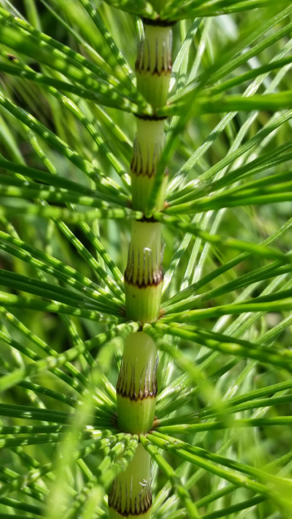 Equiseto? Sì ! Equisetum telmateia (Sphenopsida... Equisetaceae ...