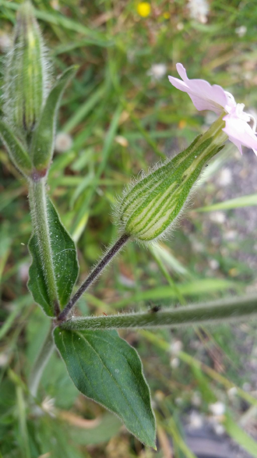 Silene latifolia (Caryophyllaceae) , Natura Mediterraneo | Forum ...
