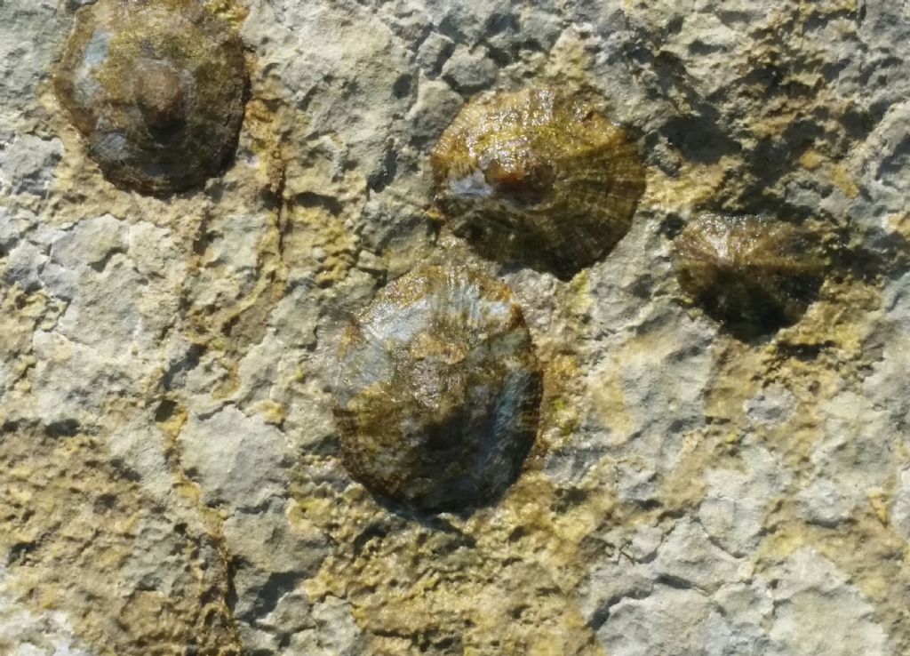 Cosa sono? Patella caerulea (Gastropoda Patellidae) , Natura ...