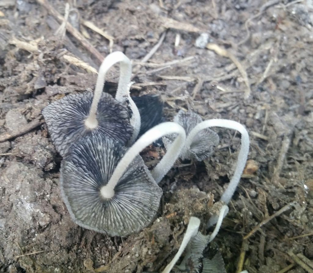 Coprinus sp. , Natura Mediterraneo | Forum Naturalistico