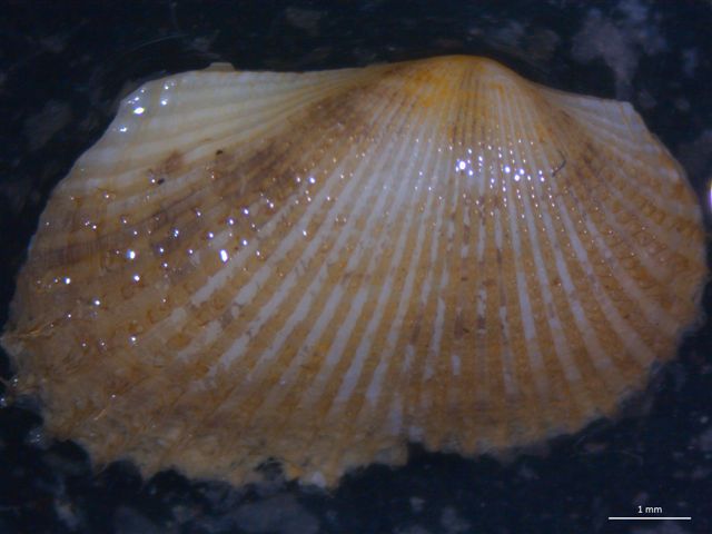 Anadara , Natura Mediterraneo | Forum Naturalistico