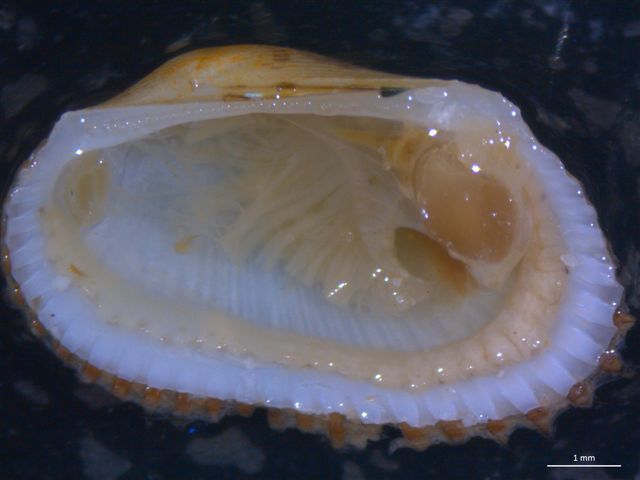 Anadara , Natura Mediterraneo | Forum Naturalistico