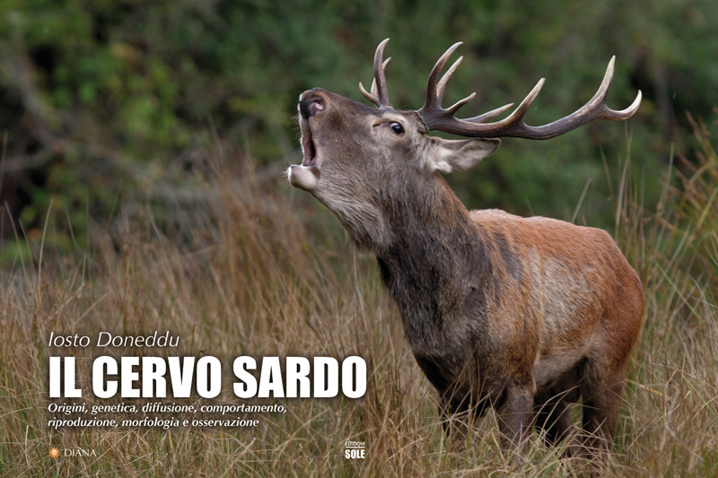 CErvo Sardo monografia , Natura Mediterraneo | Forum Naturalistico