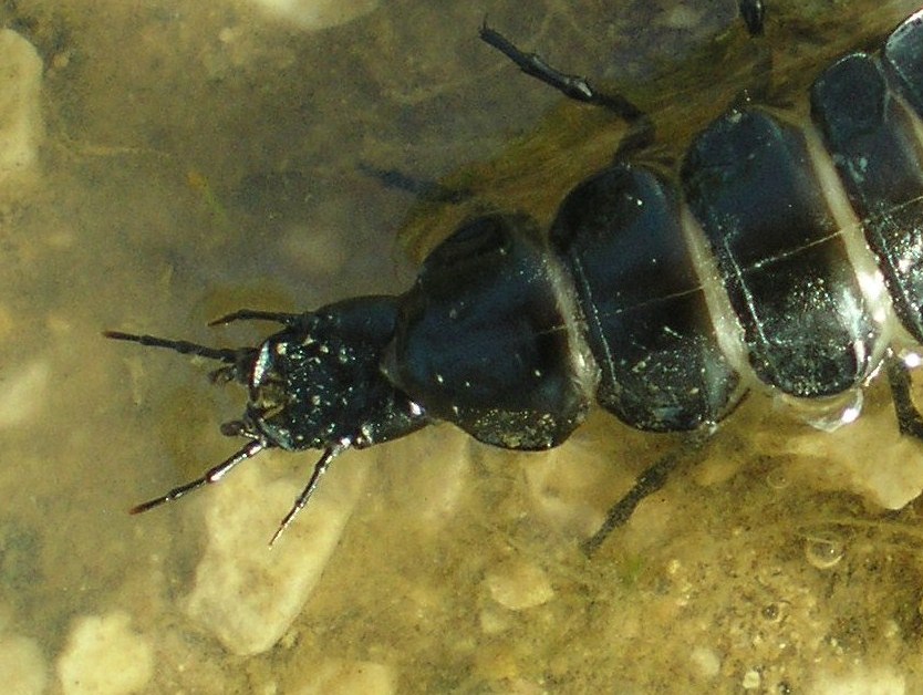 Larva di Carabus sp. , Natura Mediterraneo | Forum Naturalistico