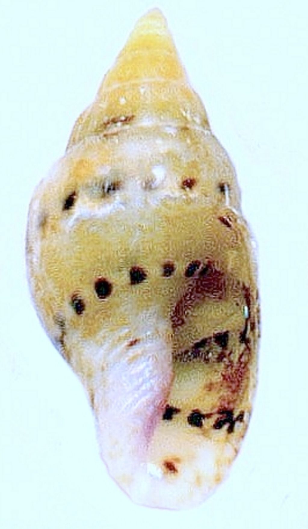 Mitrella , Natura Mediterraneo | Forum Naturalistico