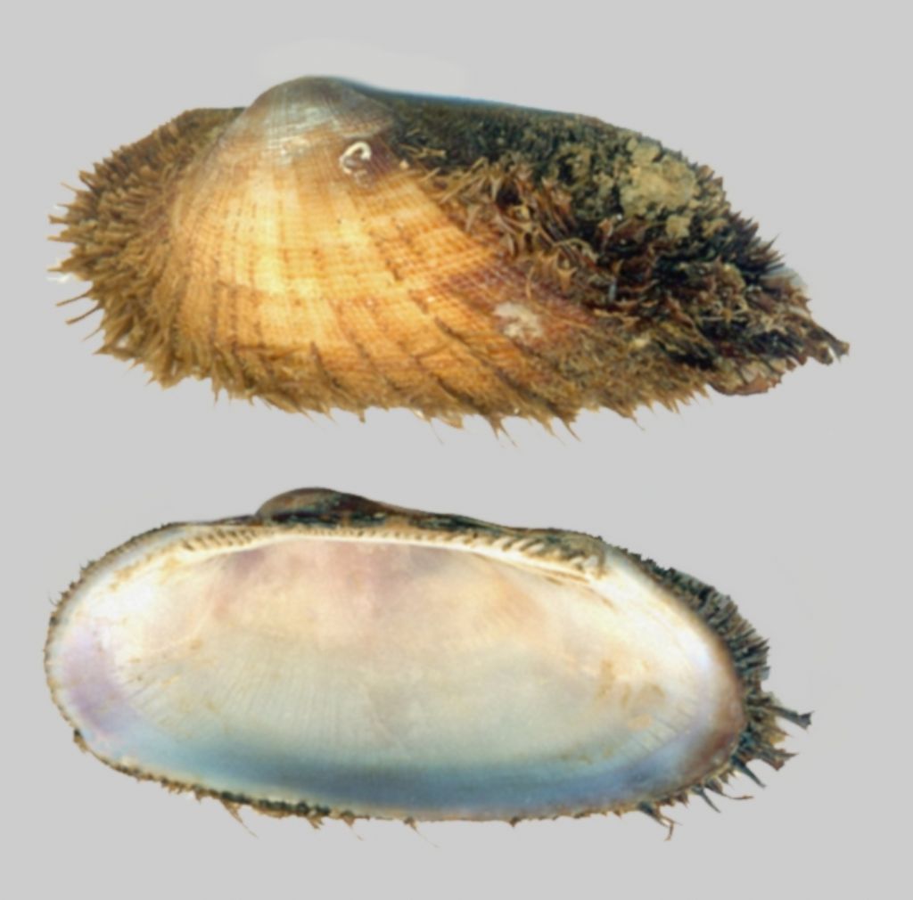 da precisare , Natura Mediterraneo | Forum Naturalistico