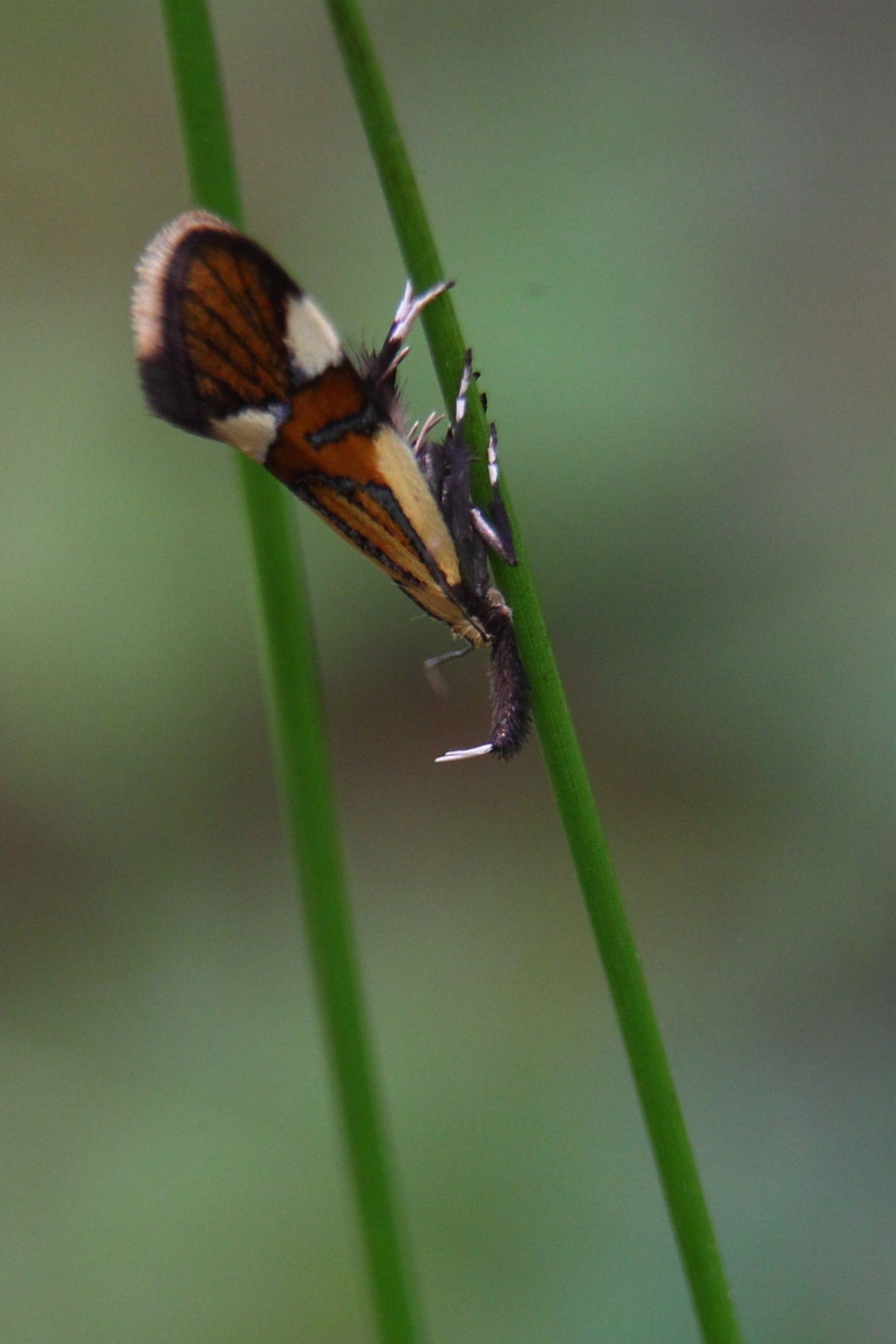 Piccola farfalla con strana protuberanza biforcuta. , Natura ...