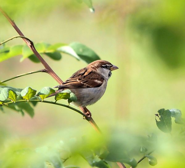 Passera d' Italia ? , Natura Mediterraneo | Forum Naturalistico
