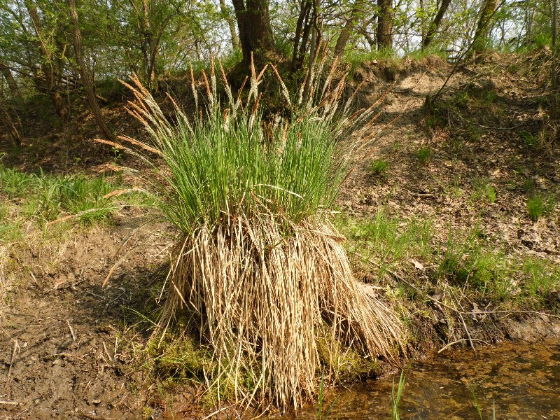 Carex sp. , Natura Mediterraneo | Forum Naturalistico