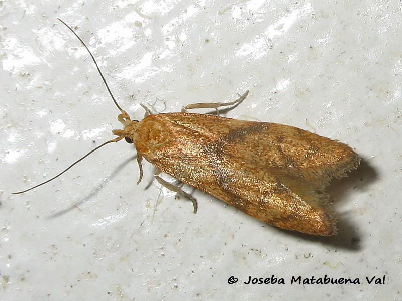 Blastobasis decolorella - Blastobasidae , Natura Mediterraneo | Forum ...