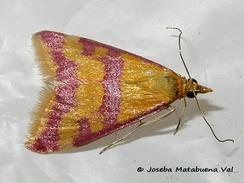 Pyrausta sanguinalis - Crambidae , Natura Mediterraneo | Forum ...