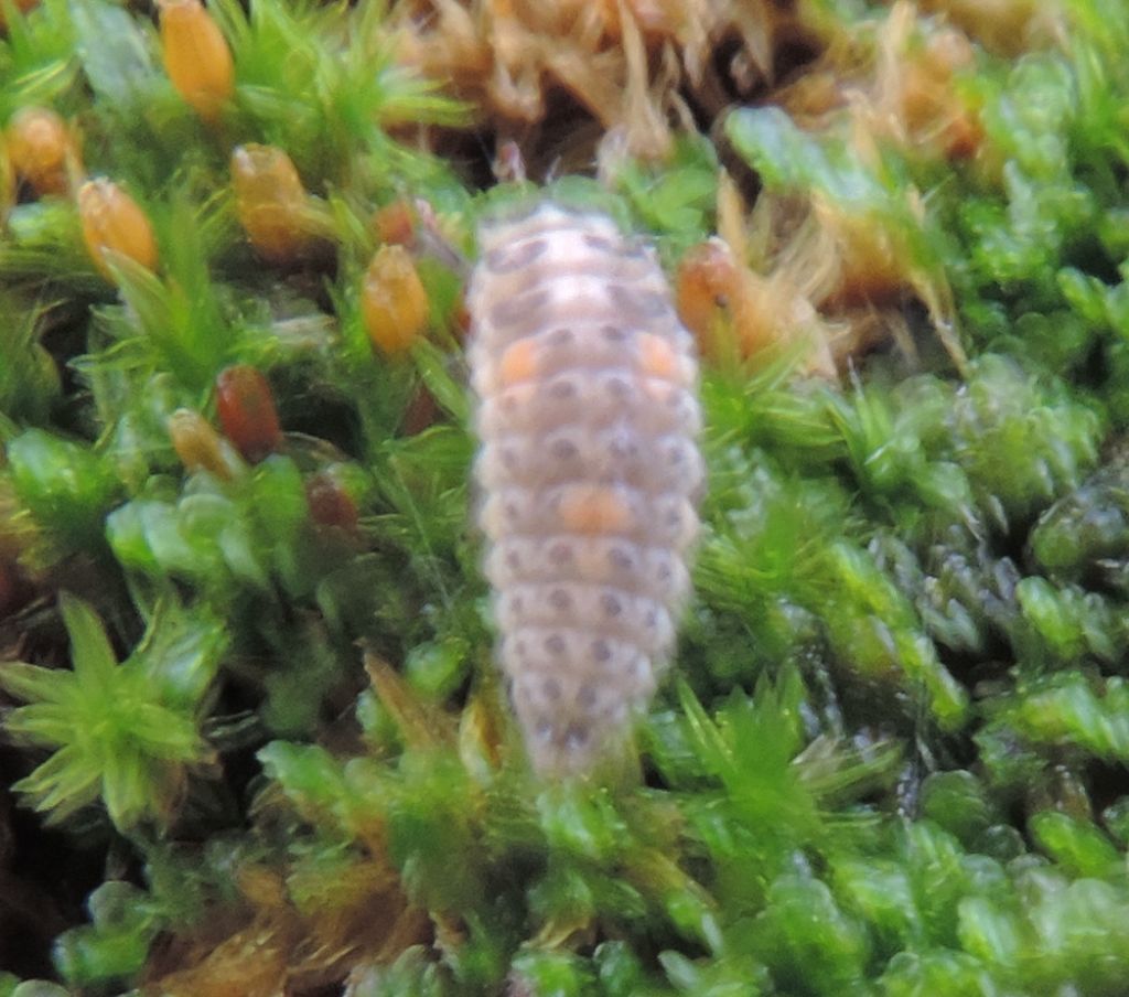 Insetto trasparente: larva di coccinella (Adalia sp.?) , Natura ...