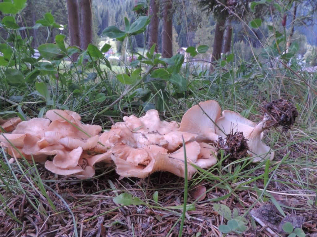 Cespitoso , Natura Mediterraneo | Forum Naturalistico