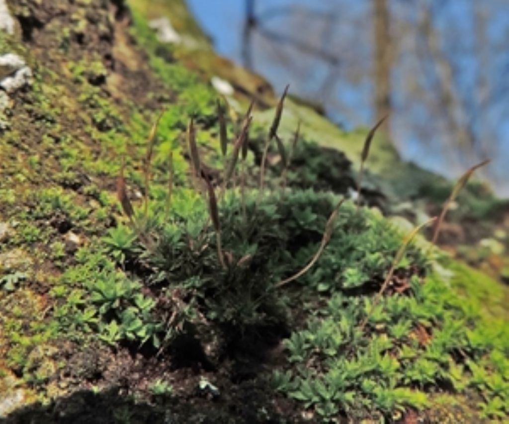 Muschio fiorito? , Natura Mediterraneo | Forum Naturalistico