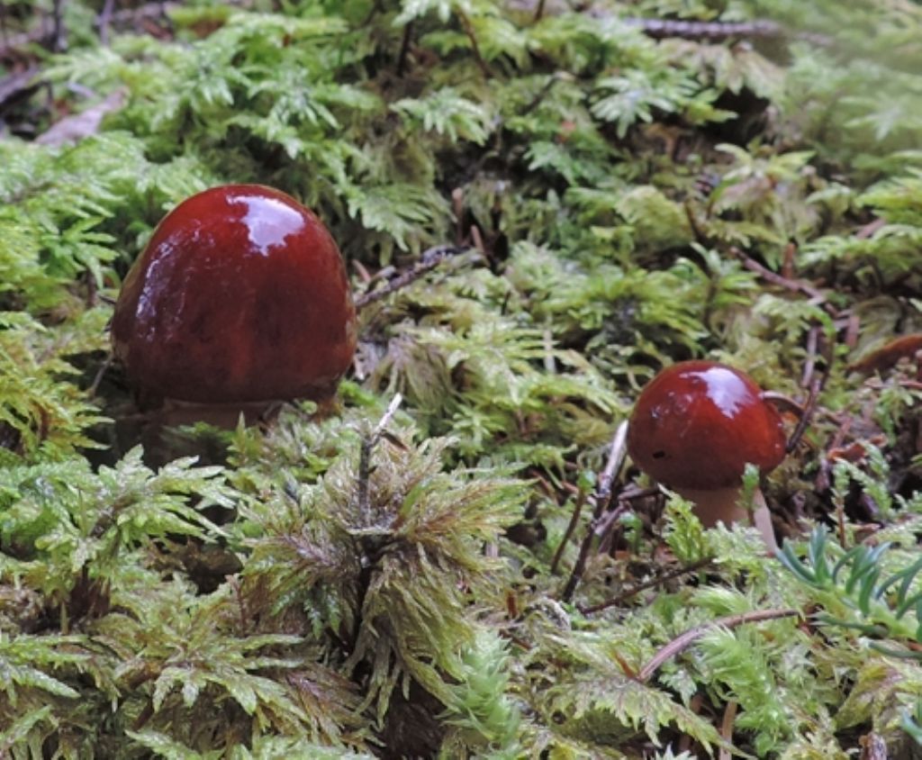 Rosso e vischioso , Natura Mediterraneo | Forum Naturalistico