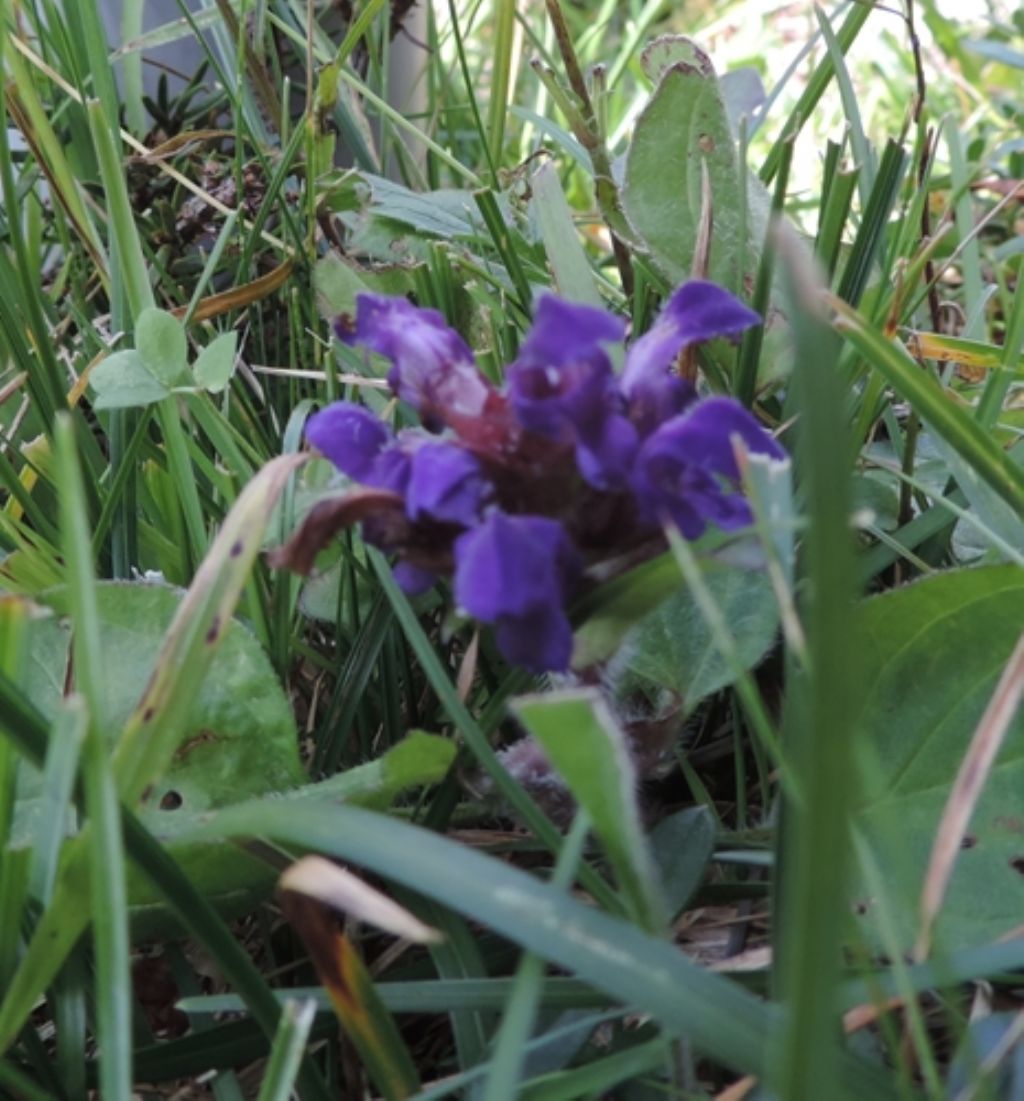 Prunella cfr. grandiflora (Lamiaceae) , Natura Mediterraneo | Forum ...