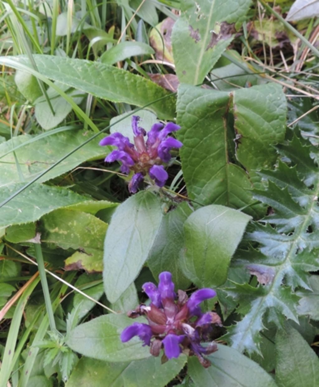 Prunella cfr. grandiflora (Lamiaceae) , Natura Mediterraneo | Forum ...