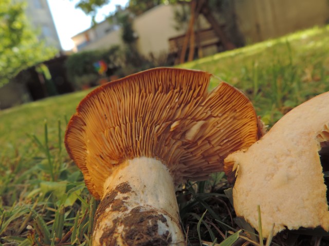 Lactarius da identificare , Natura Mediterraneo | Forum Naturalistico