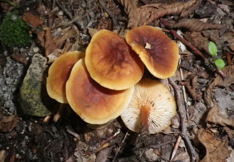 Funghi comuni , Natura Mediterraneo | Forum Naturalistico