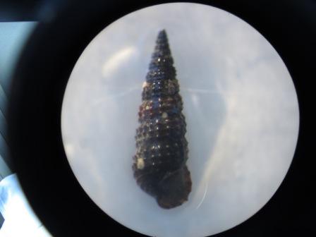 Bittium? , Natura Mediterraneo | Forum Naturalistico